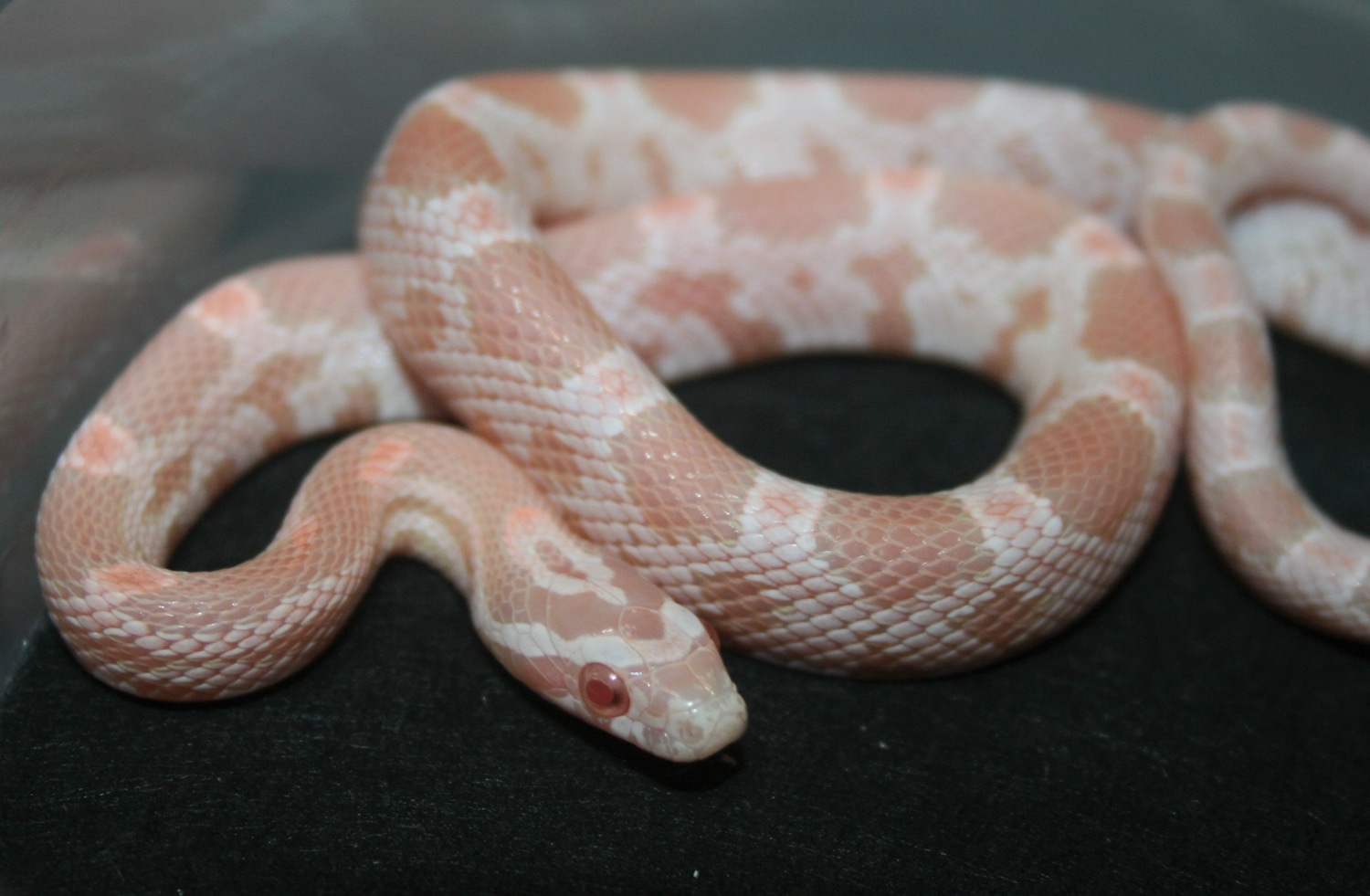Red Factor Snow Corn Snake by Low Belly Reptiles - MorphMarket