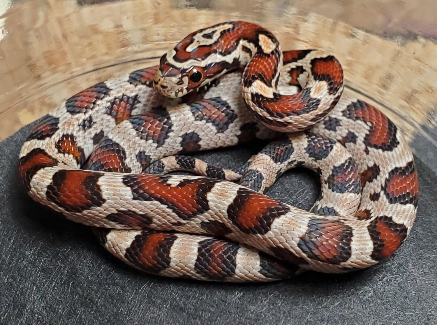 Buckskin Okeetee Corn Snake by Low Belly Reptiles - MorphMarket