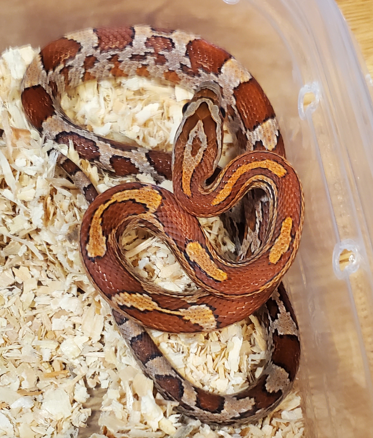 Male Het Shatter Terrazzo Corn Snake by Low Belly Reptiles - MorphMarket