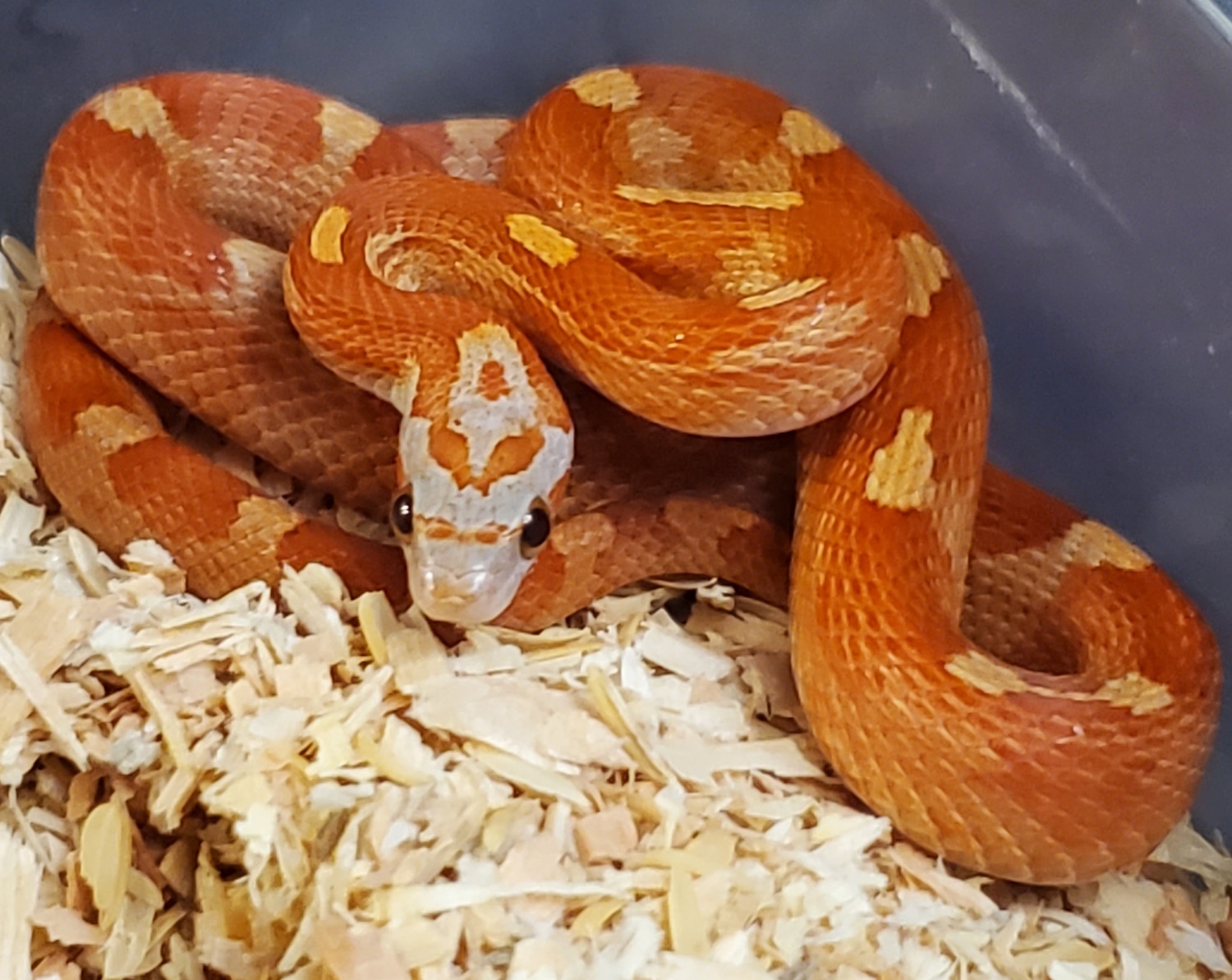 Hypo Striped Motley Het Plasma Corn Snake by Low Belly Reptiles - MorphMarket
