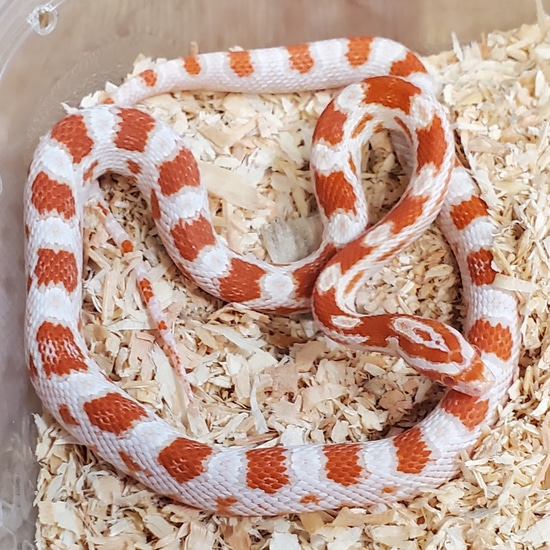 Candy Cane Corn Snake by Low Belly Reptiles