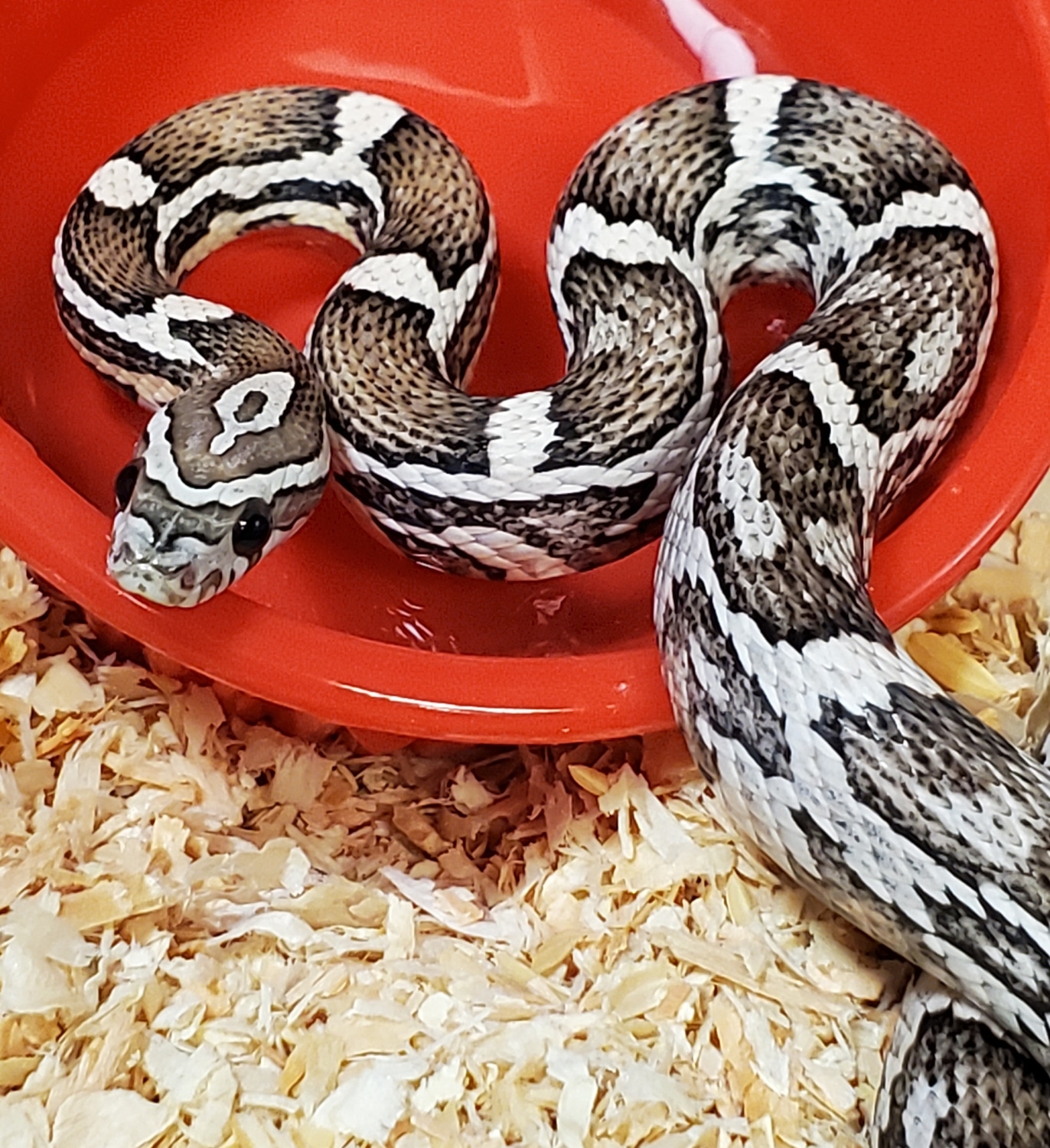 2021 Anery Het Redcoat & Stripe Corn Snake by Low Belly Reptiles ...