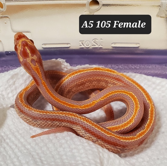 Extreme Reverse Okeetee Tessera Corn Snake by Low Belly Reptiles ...