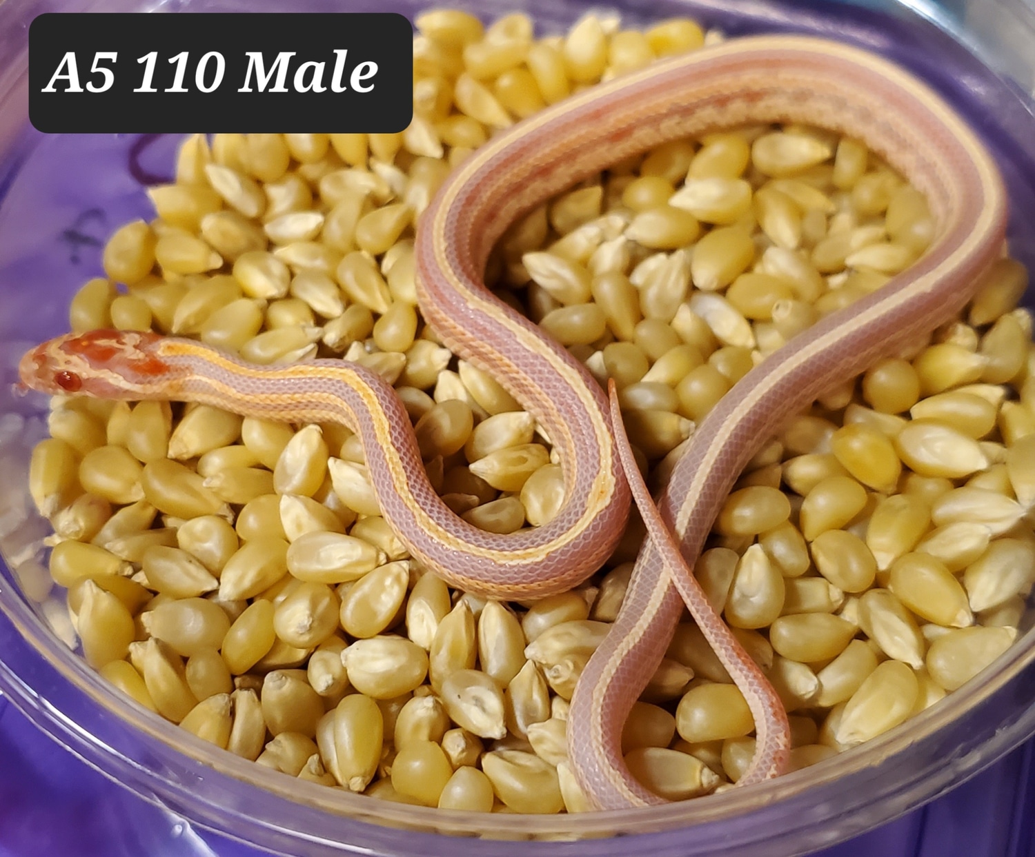 Extreme Reverse Okeetee Tessera Corn Snake by Low Belly Reptiles ...