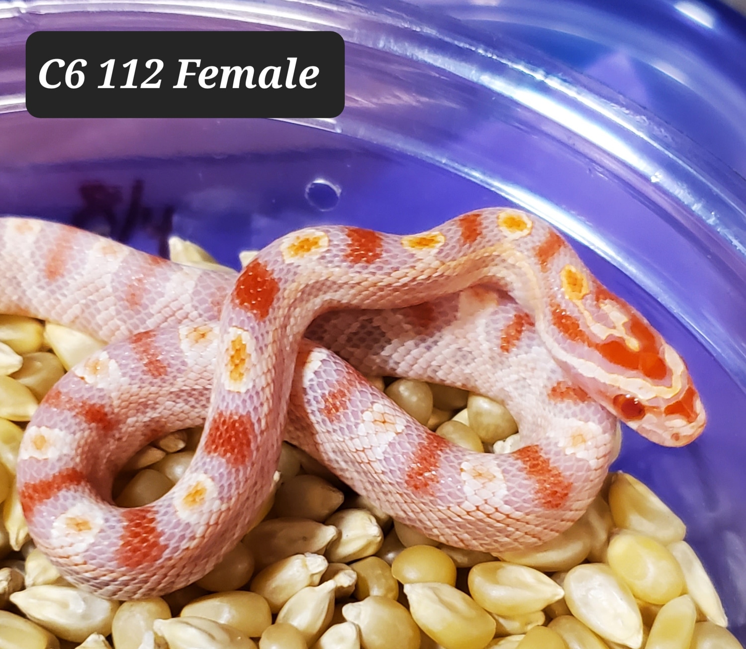 Reverse Okeetee Corn Snake by Low Belly Reptiles - MorphMarket