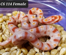 Extreme Reverse Okeetee Tessera Corn Snake by Low Belly Reptiles ...
