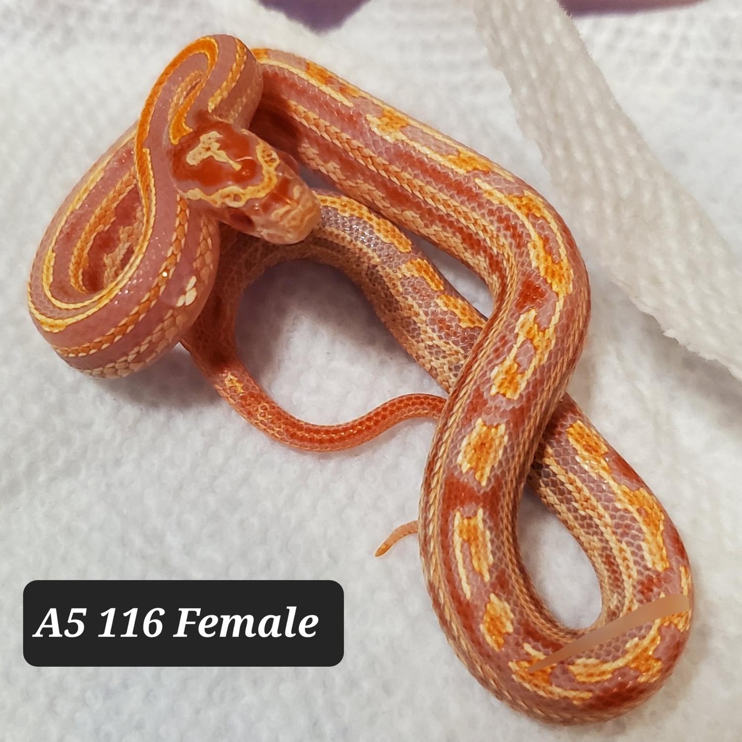 Extreme Reverse Okeetee Tessera Corn Snake by Low Belly Reptiles ...
