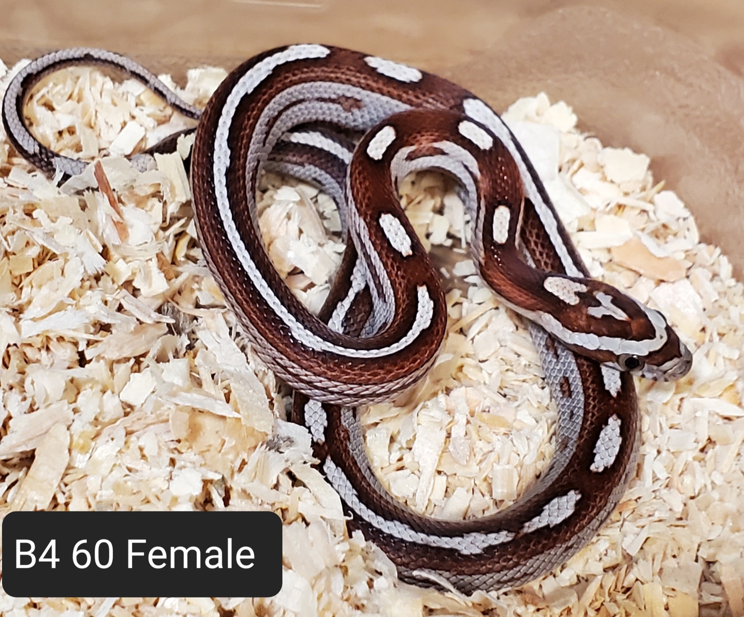 Miami Motley Het Amel Corn Snake by Low Belly Reptiles - MorphMarket