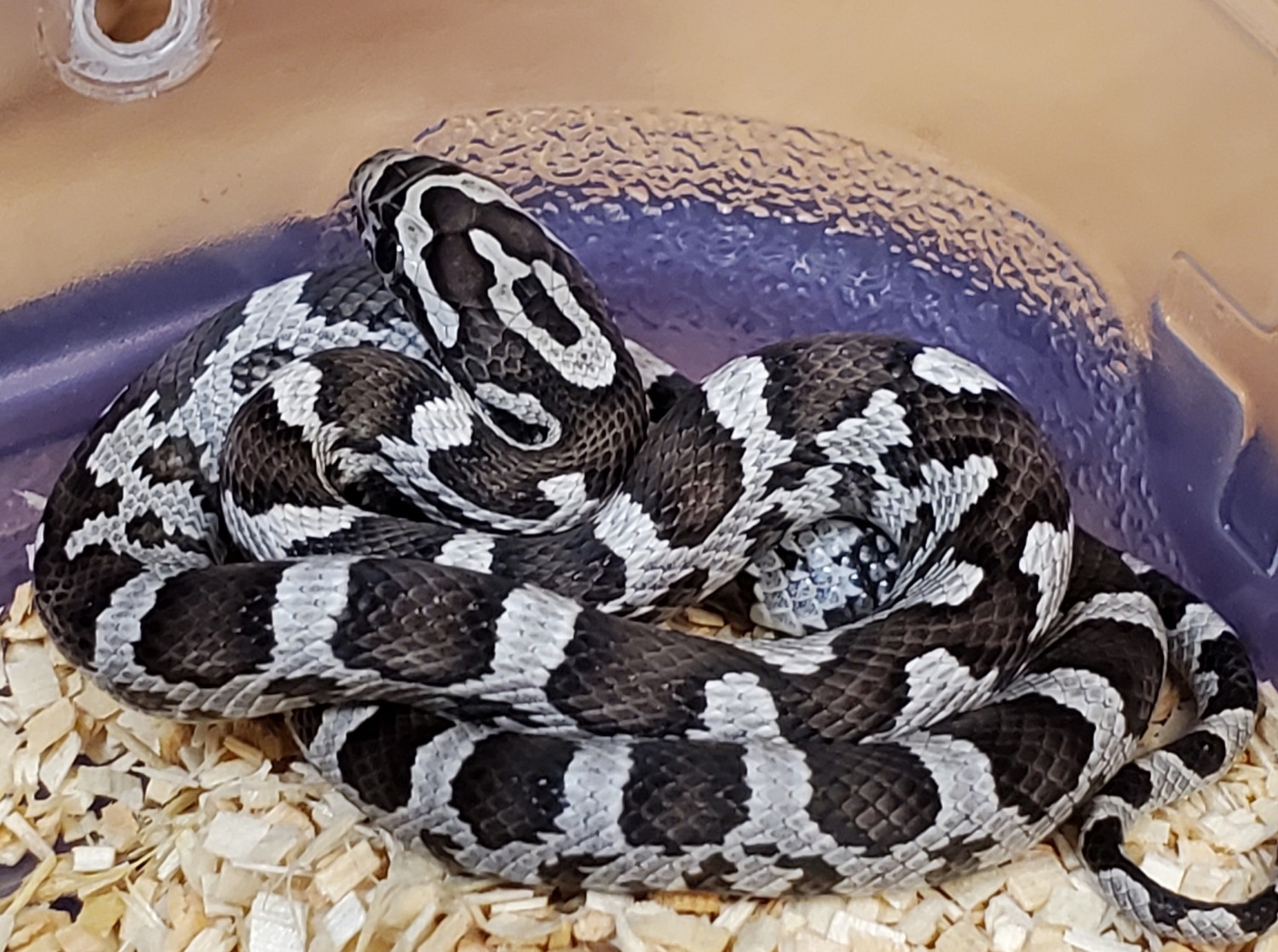 Anery Miami Corn Snake by Low Belly Reptiles - MorphMarket