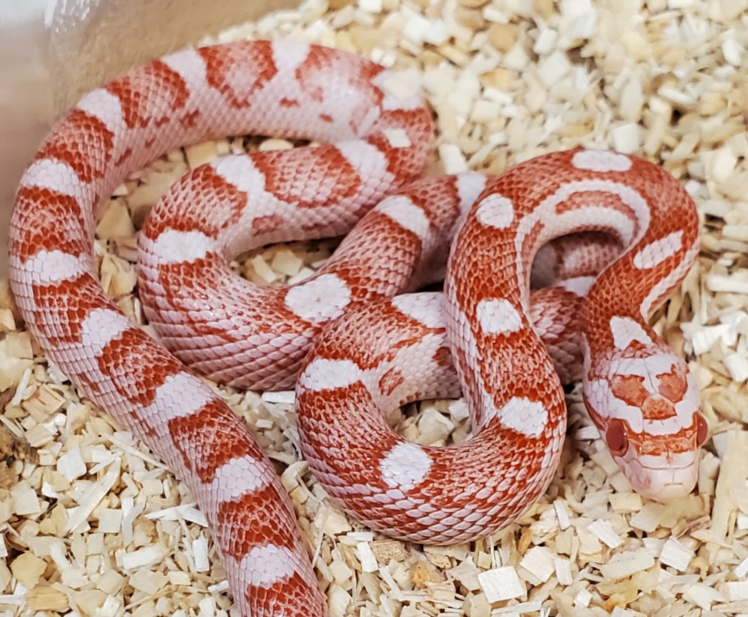 Candy Cane Motley Corn Snake by Low Belly Reptiles - MorphMarket