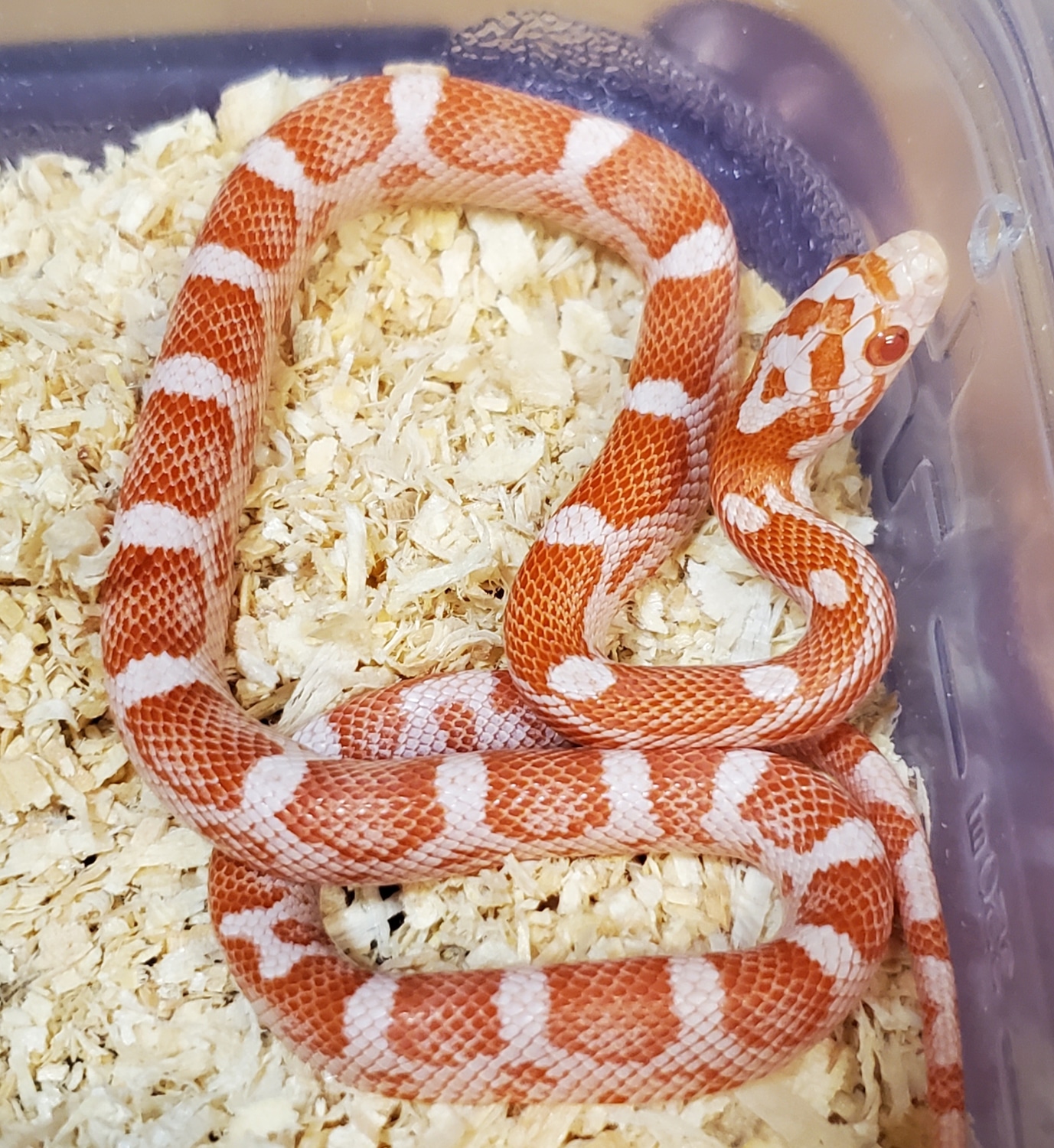 Candy Cane Motley *Live Feeder Special Corn Snake by Low Belly Reptiles ...
