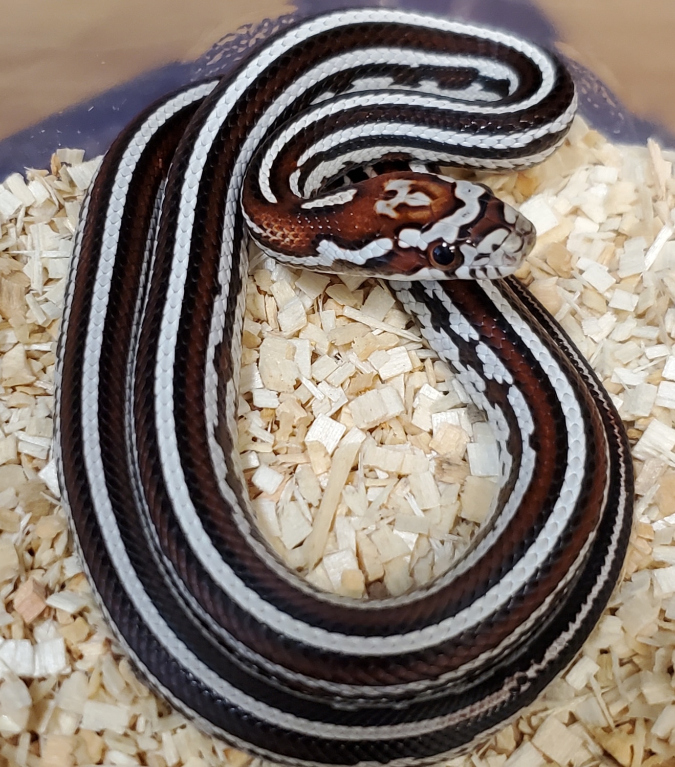 Miami Tessera Corn Snake by Low Belly Reptiles - MorphMarket