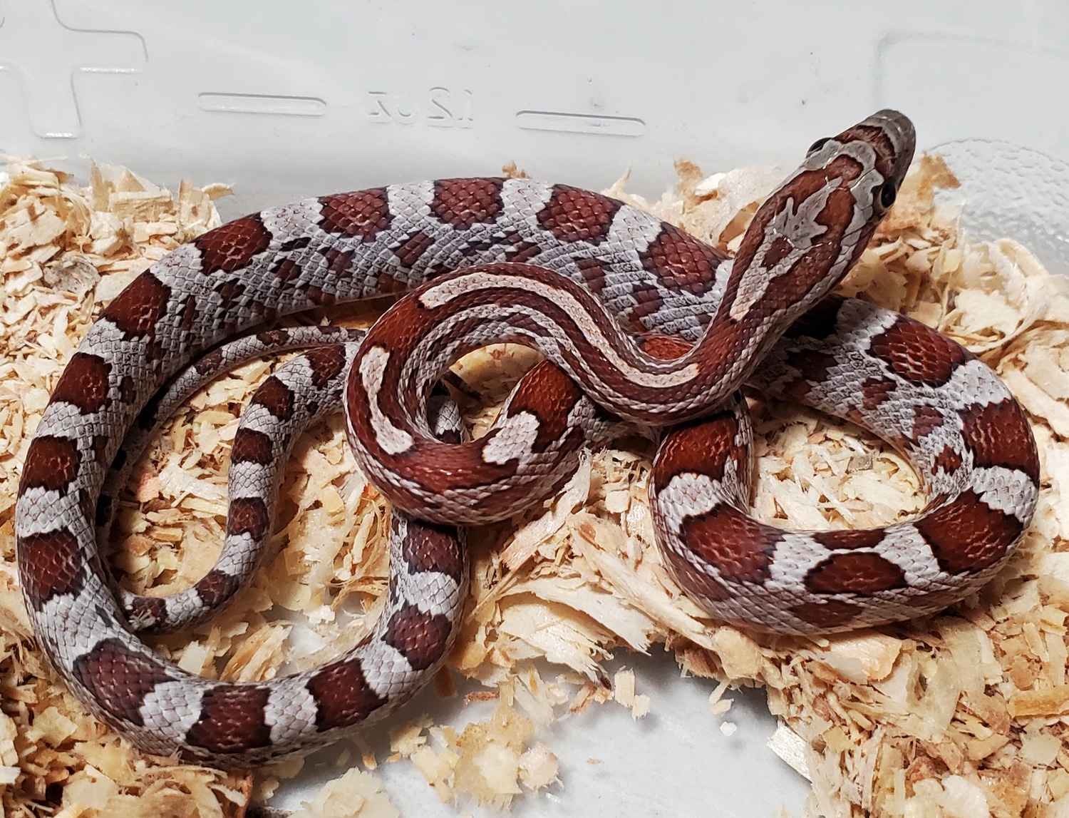 Miami Het Peppermint Terrazzo Corn Snake by Low Belly Reptiles ...