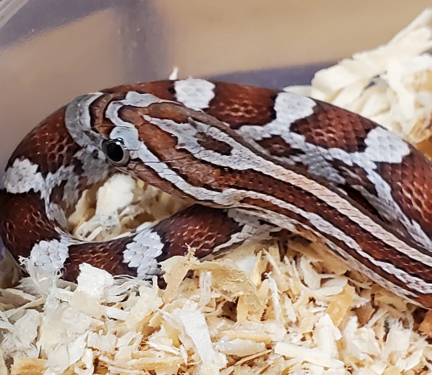 Miami Het Peppermint Terrazzo Corn Snake by Low Belly Reptiles ...