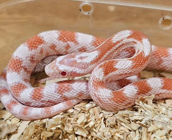 Peppermint Female Het Motley Or Stripe Corn Snake by Low Belly Reptiles