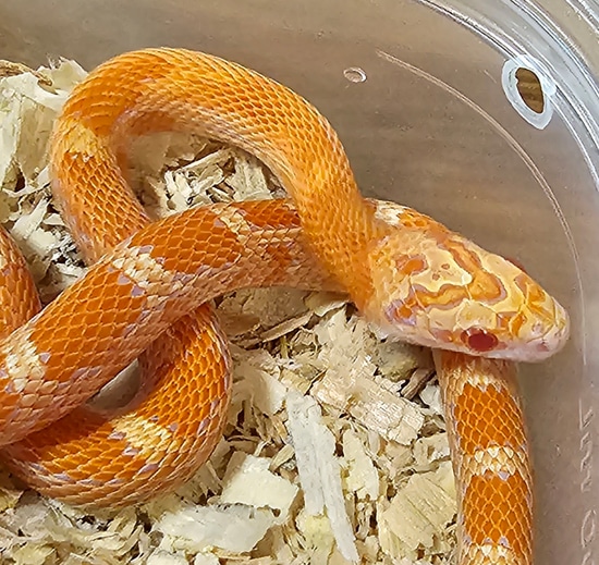 Inferno Het Shatter Stripe Corn Snake by Low Belly Reptiles