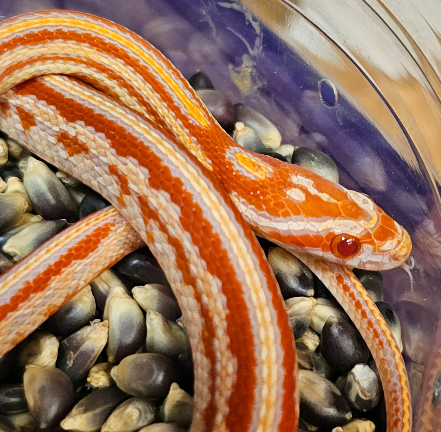 Reverse Okeetee Tessera Het Motley Corn Snake by Low Belly Reptiles ...