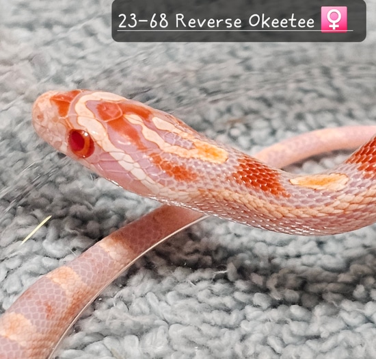 Reverse Okeetee Het Motley Corn Snake by Low Belly Reptiles