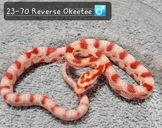 Reverse Okeetee Het Motley Corn Snake by Low Belly Reptiles