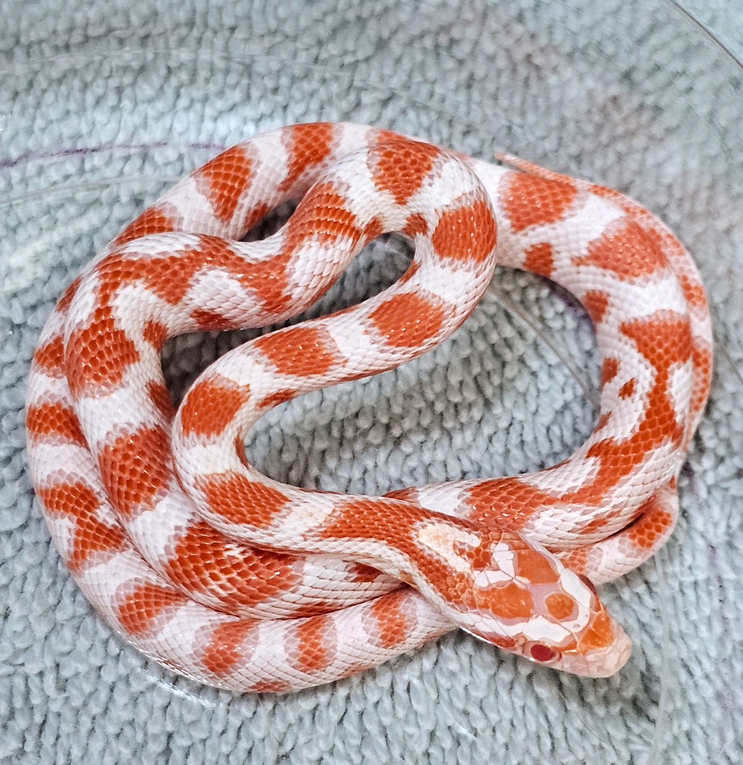 Aberrant Candy Cane Corn Snake by Low Belly Reptiles - MorphMarket