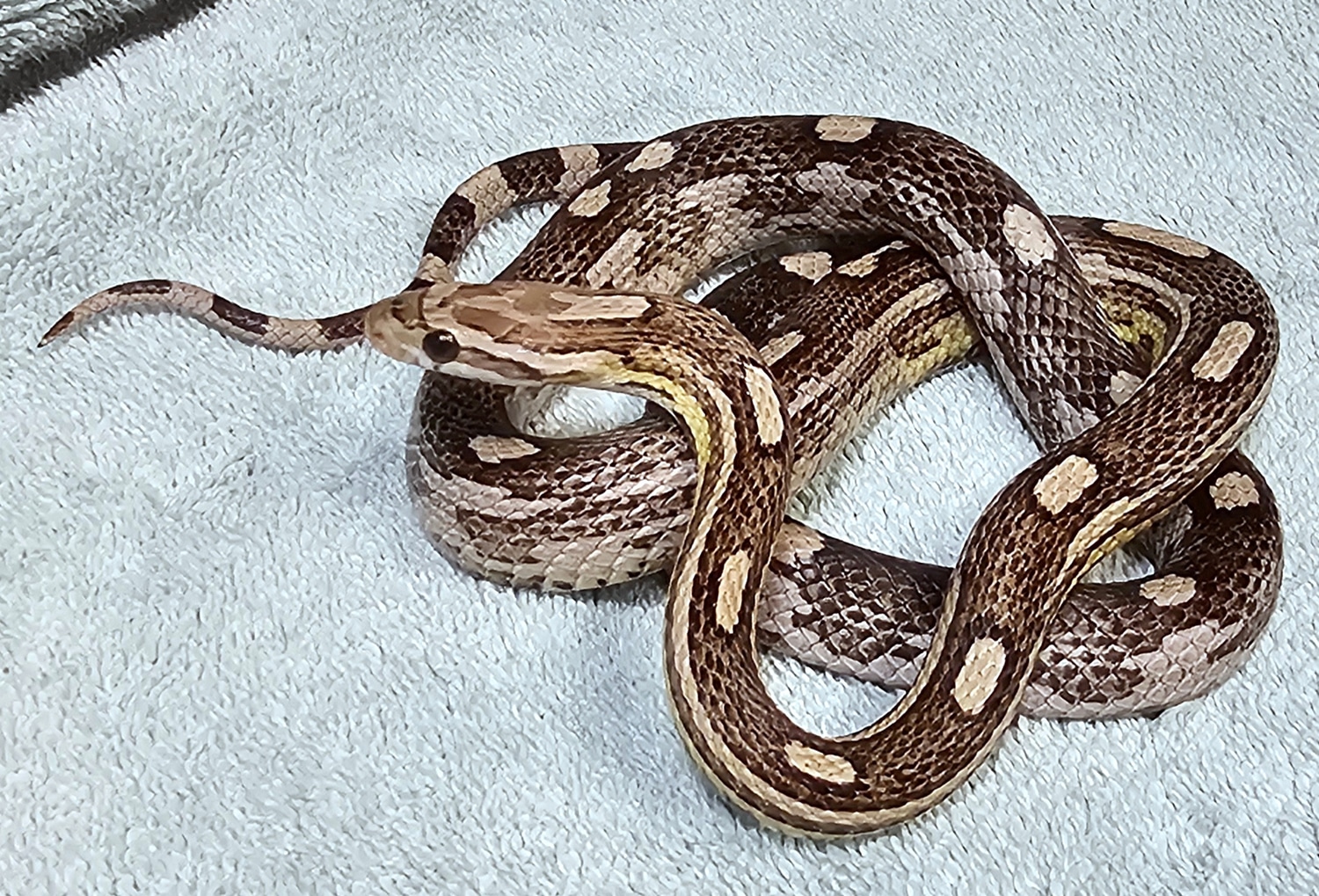 Anery Motley Het Amel Corn Snake by Low Belly Reptiles - MorphMarket