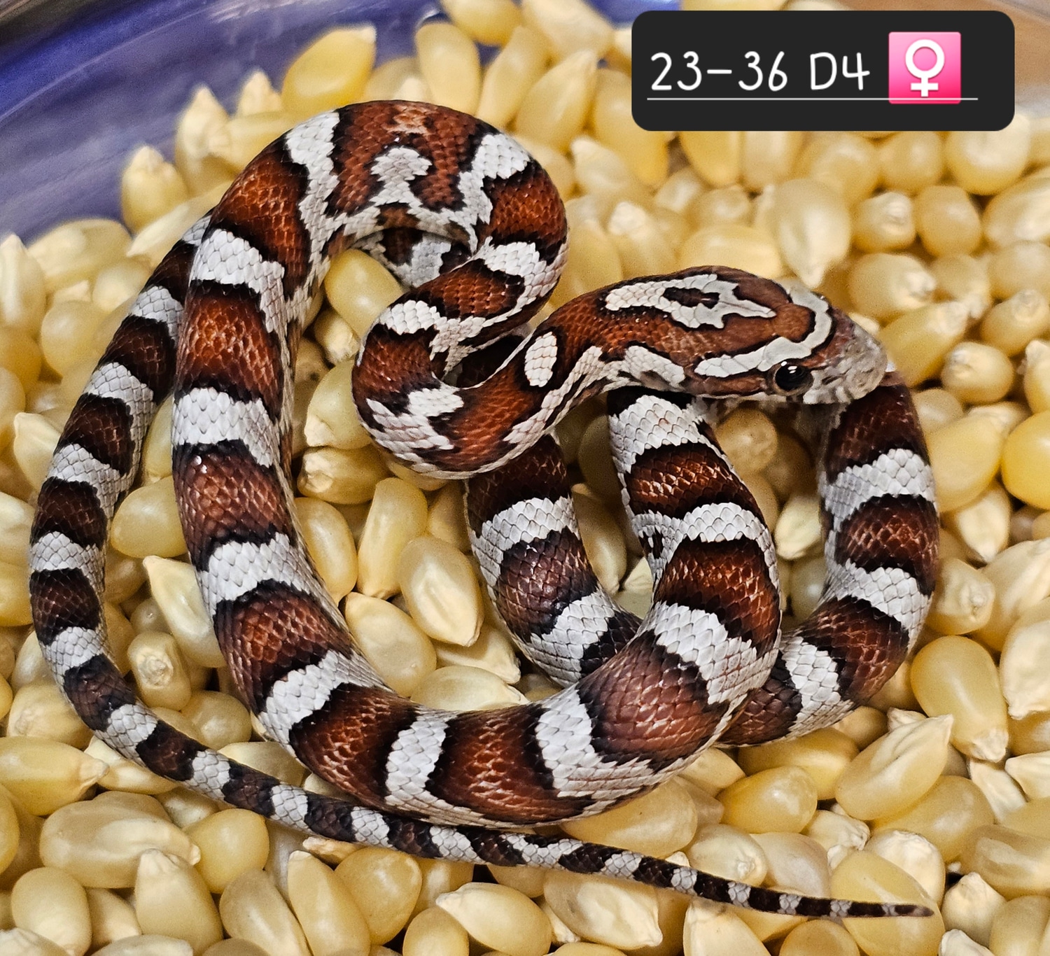Miami Corn Snake by Low Belly Reptiles - MorphMarket
