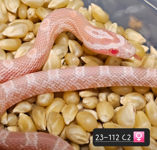 Coral Snow Corn Snake by Low Belly Reptiles
