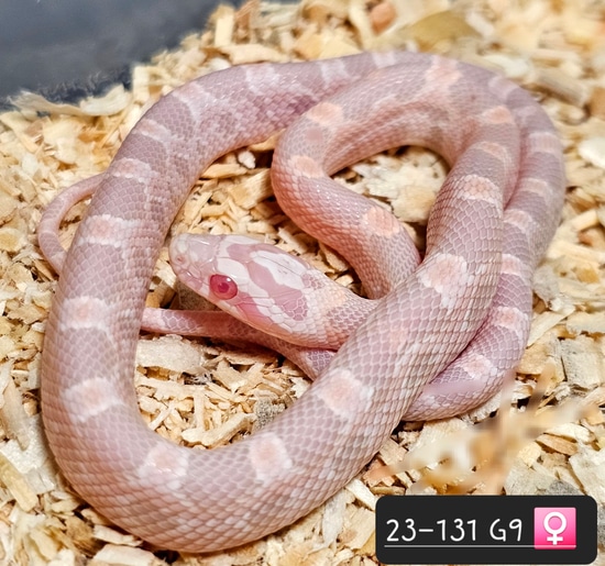 Salmon Snow Corn Snake by Low Belly Reptiles