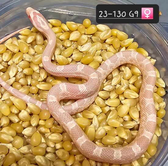 Coral Snow Corn Snake by Low Belly Reptiles