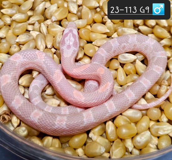 Salmon Snow Corn Snake by Low Belly Reptiles