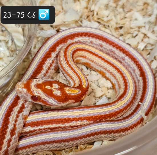 Reverse Okeetee Tessera Het Motley Corn Snake by Low Belly Reptiles