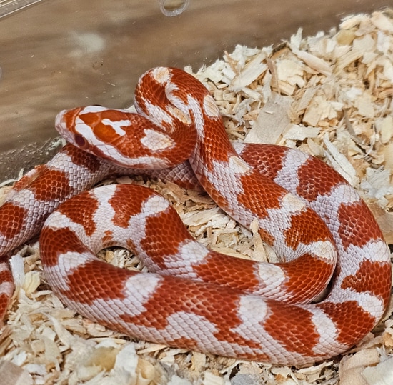 Candy Cane Banded Motley Corn Snake by Low Belly Reptiles