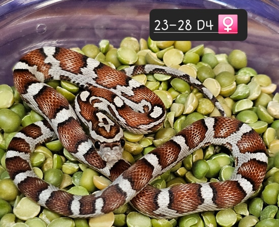 Banded Miami Motley Corn Snake by Low Belly Reptiles