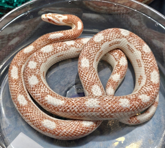 Proven Candy Cane Motley Het Peppermint Corn Snake by Low Belly Reptiles