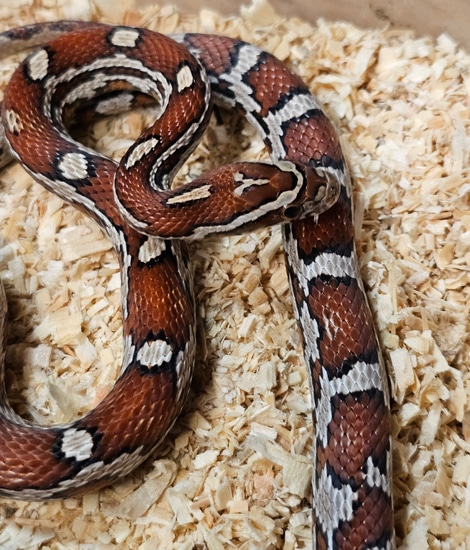 Classic- Puppy Dog Tame Corn Snake by Low Belly Reptiles