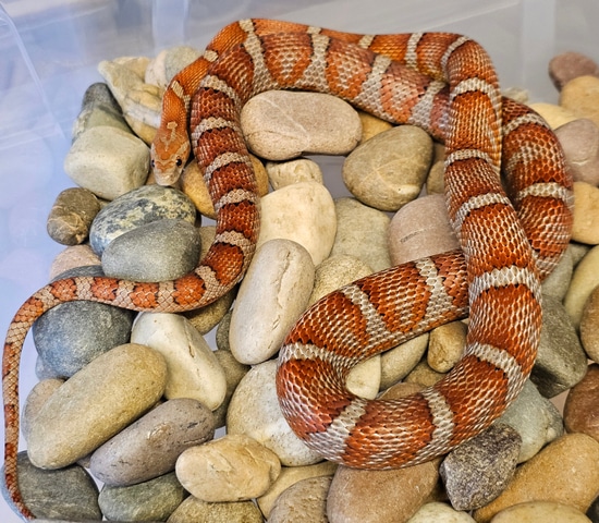 Banded Miami Motley Corn Snake by Low Belly Reptiles