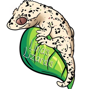 Lina’s Lizards - MorphMarket