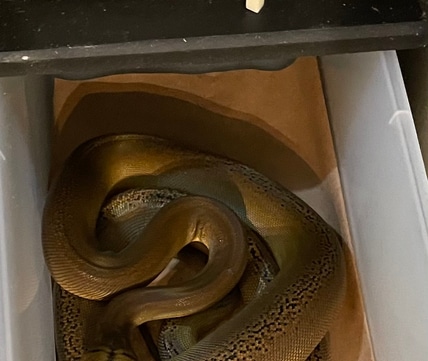 Carolina Exotic Reptiles - MorphMarket