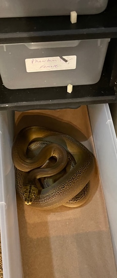 Phantom Goldenchild Reticulated Python by Carolina Exotic Reptiles