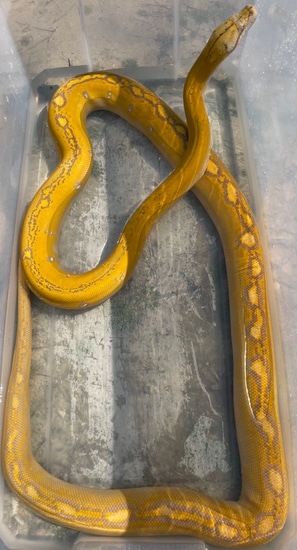 Purple Albino Goldenchild Reticulated Python by Carolina Exotic Reptiles