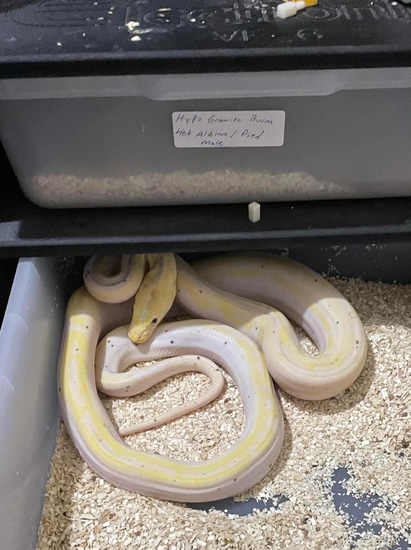 Cow Reticulated Python by Carolina Exotic Reptiles