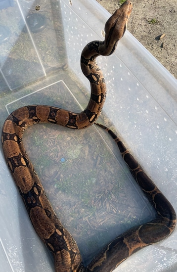 BCI Adult Boa Boa Constrictor by Carolina Exotic Reptiles