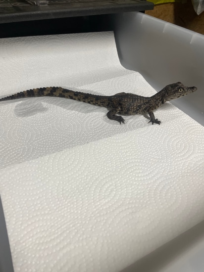 West African Nile Croc West African Crocodile by Carolina Exotic Reptiles