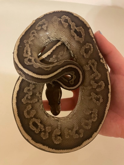 BELLADONNA: Gargoyle Female Subadult BP Ball Python by Hecate's Herps