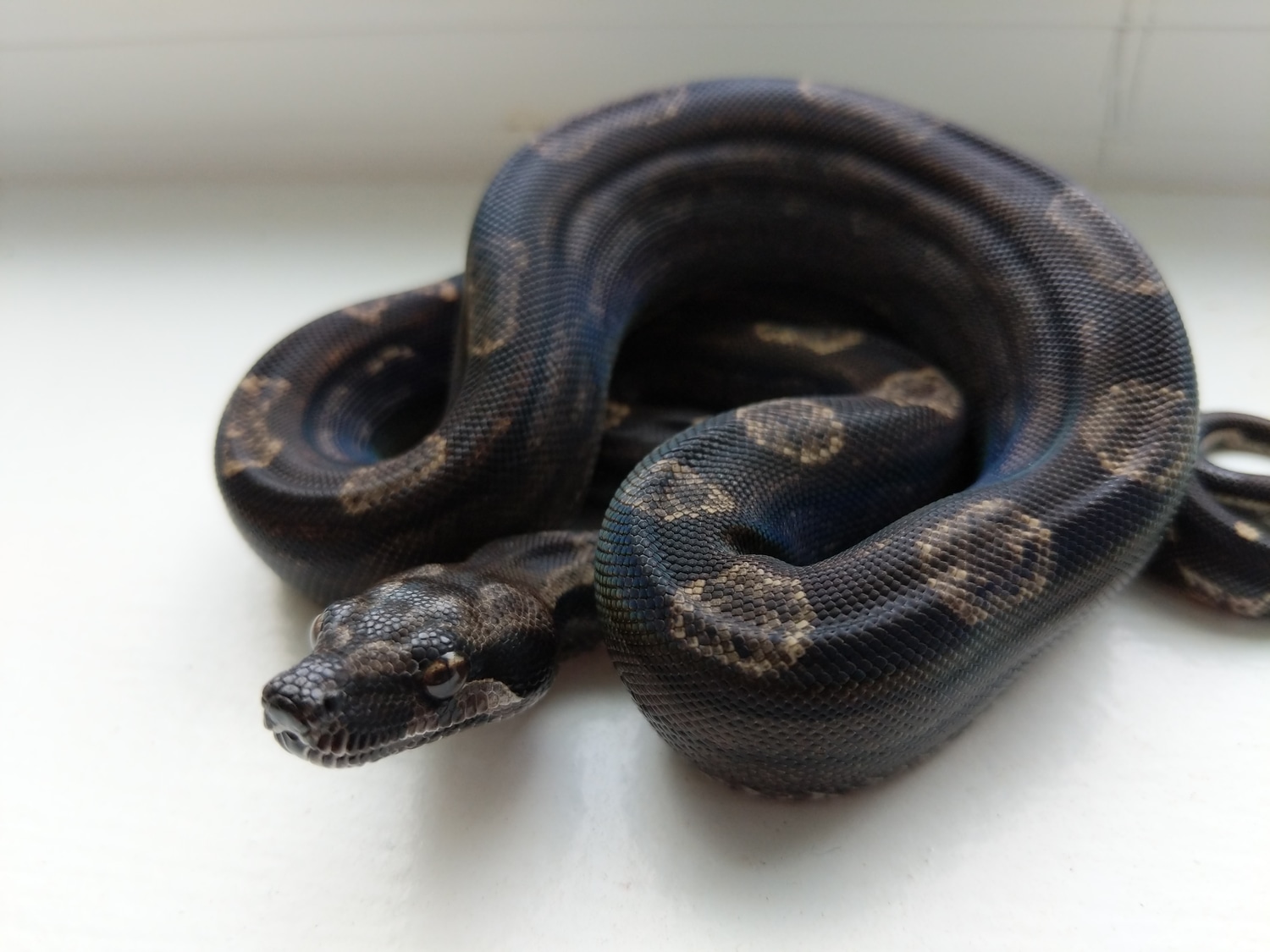 IMG Motley Het Kahl Boa Constrictor by Carolina Herps - MorphMarket