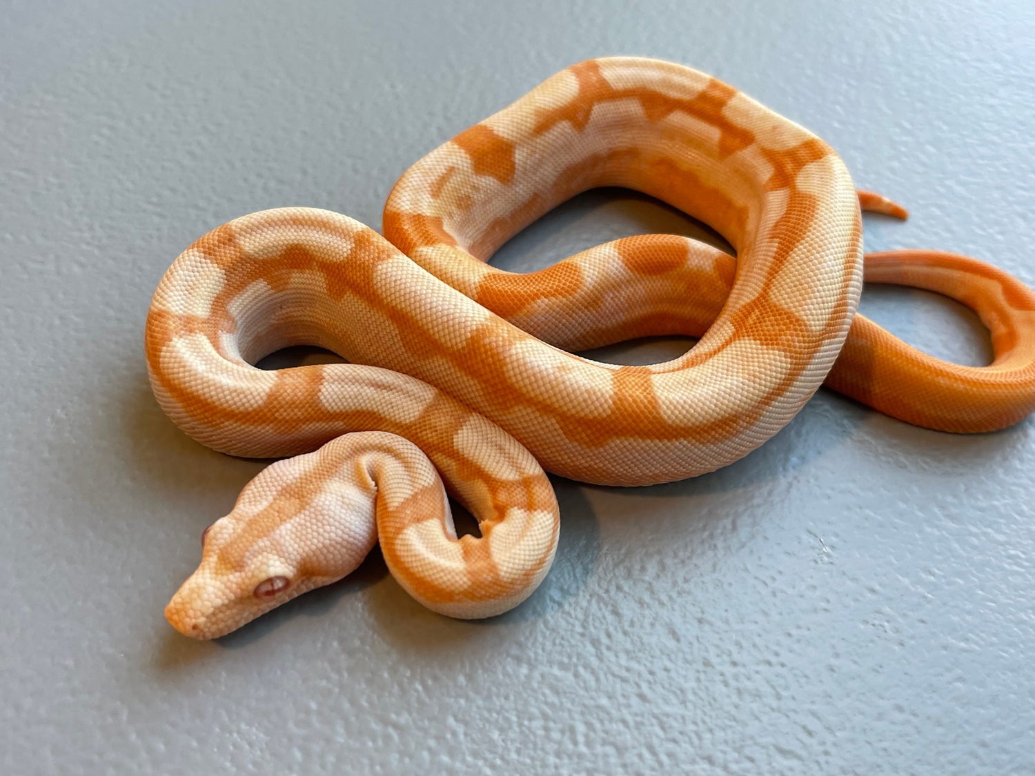 Motley Sunglow Albino 66% Blood Boa Constrictor by Carolina Herps ...