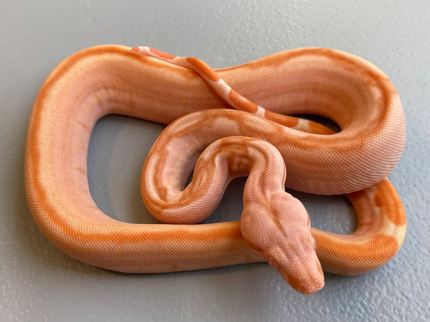Super Sunglow Jungle 66% Blood Boa Constrictor by Carolina Herps ...