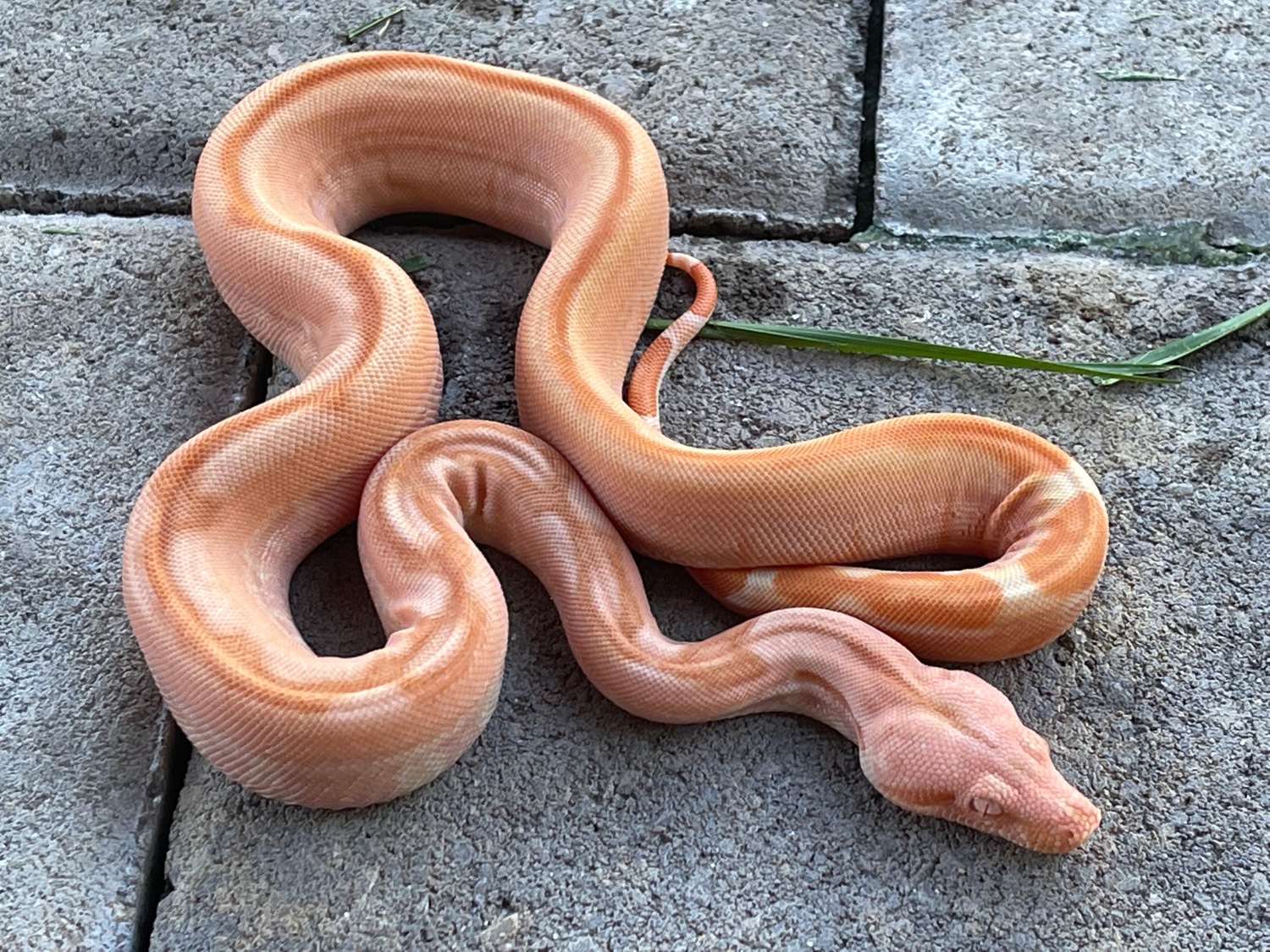 Super Sunglow Jungle 66% Blood Boa Constrictor by Carolina Herps ...