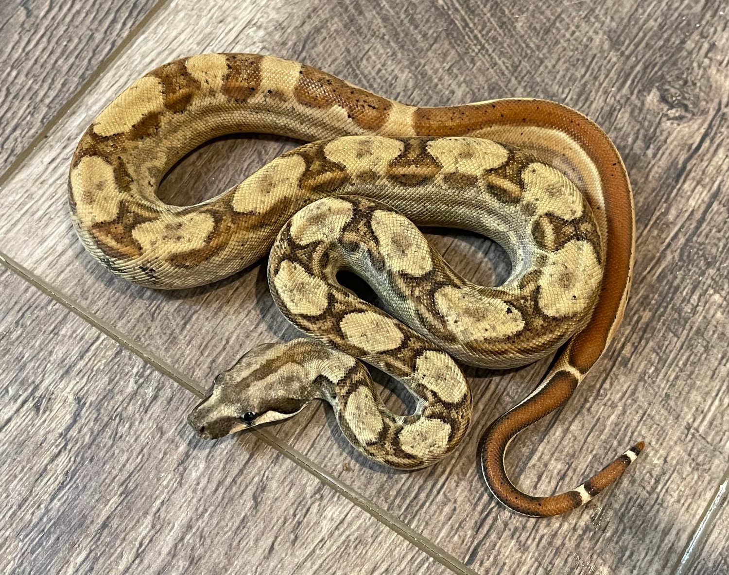 Hypo Motley Female Boa Constrictor by Carolina Herps - MorphMarket