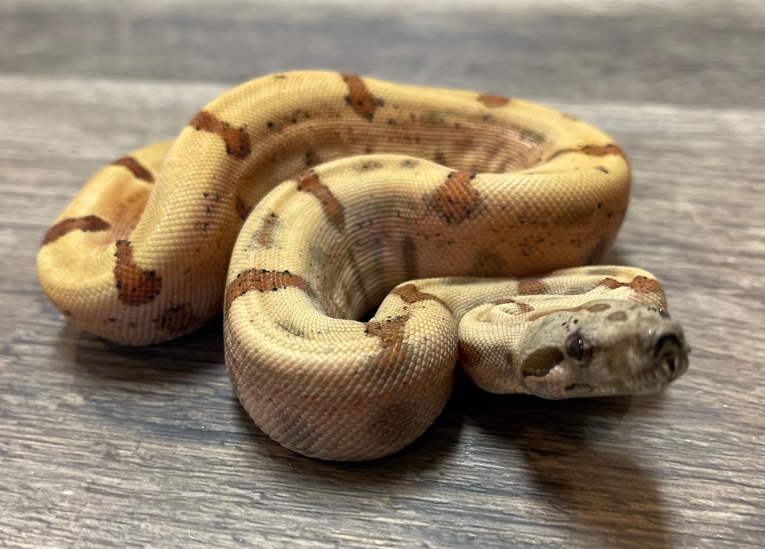 Super Hypo Ph Blood Albino Boa Constrictor by Carolina Herps - MorphMarket